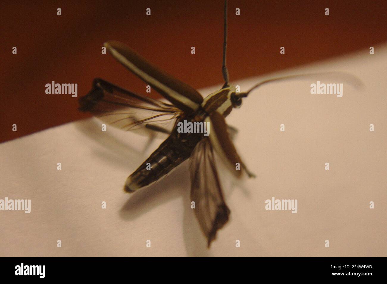 Round-headed Apple Tree Borer (Saperda candida Stock Photo - Alamy