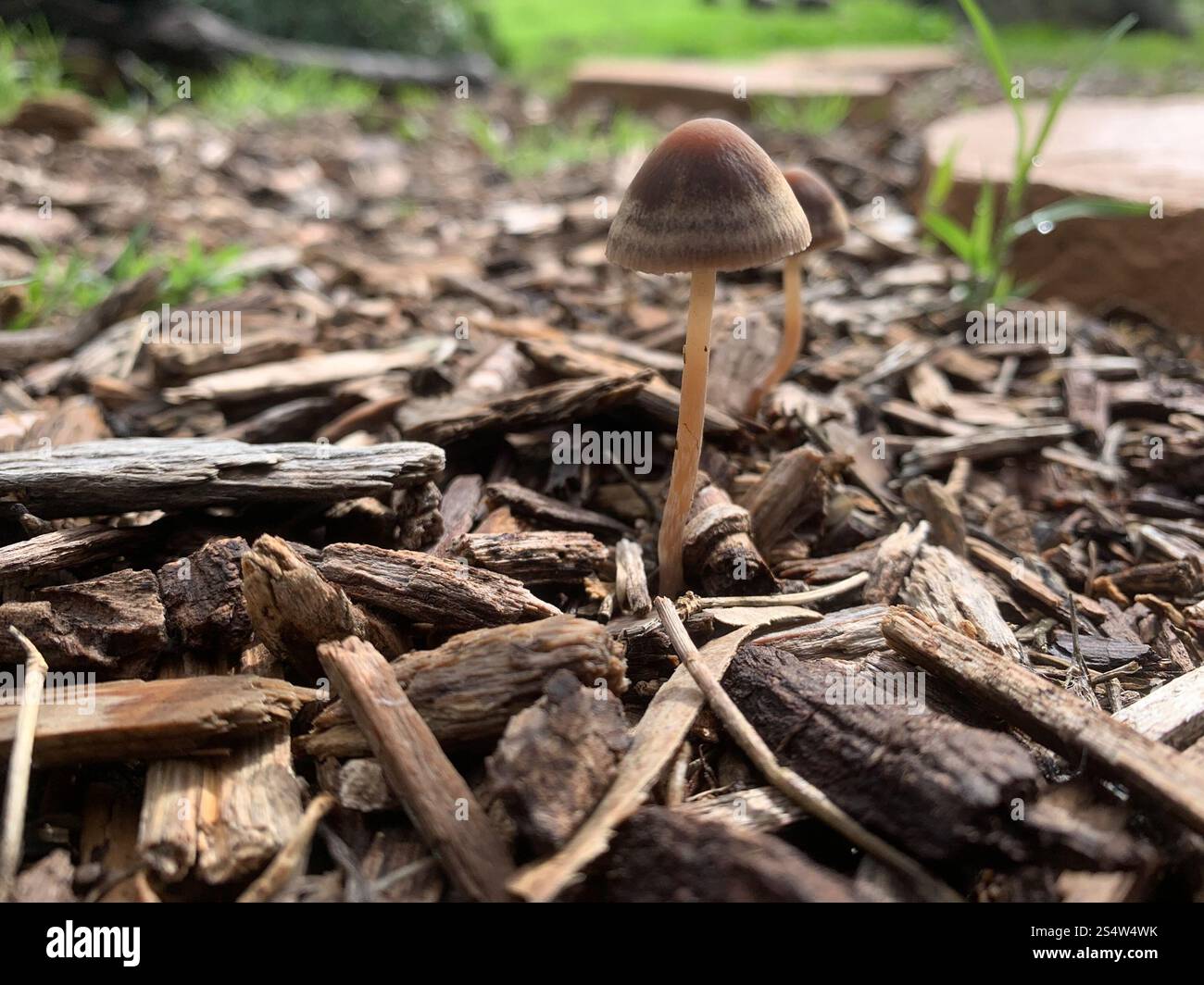 red edge brittlestem (Psathyrella corrugis Stock Photo - Alamy