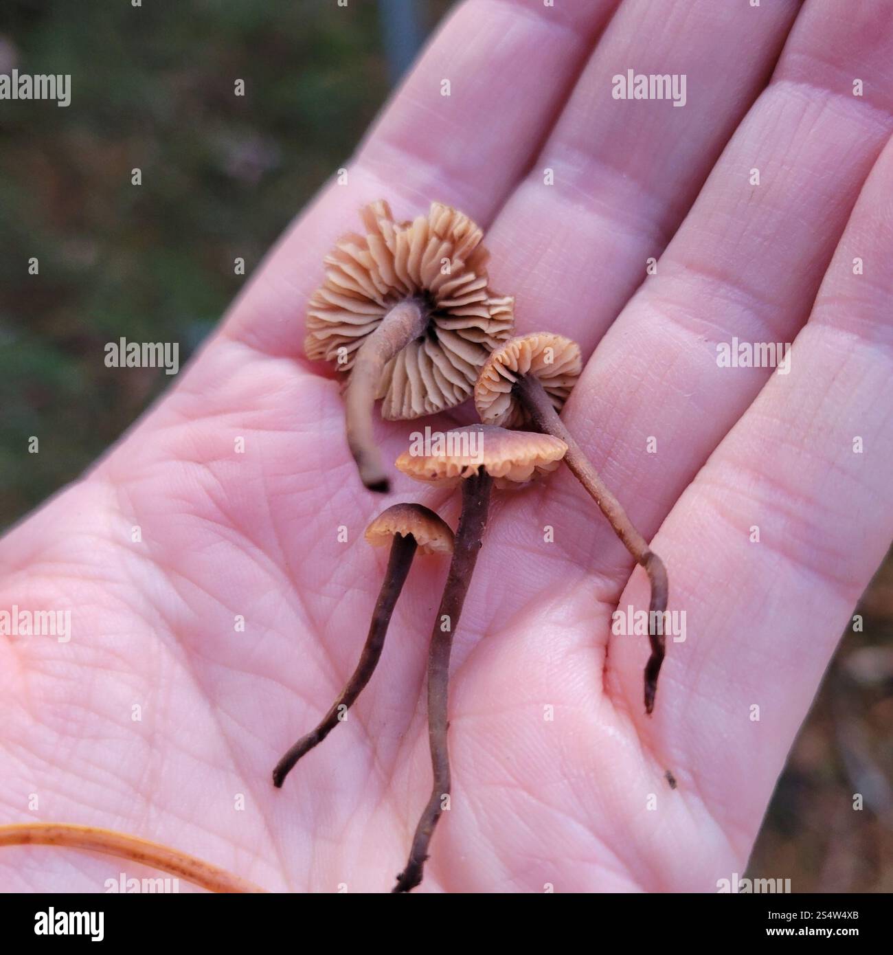 Cucumber Cap (Macrocystidia cucumis Stock Photo - Alamy