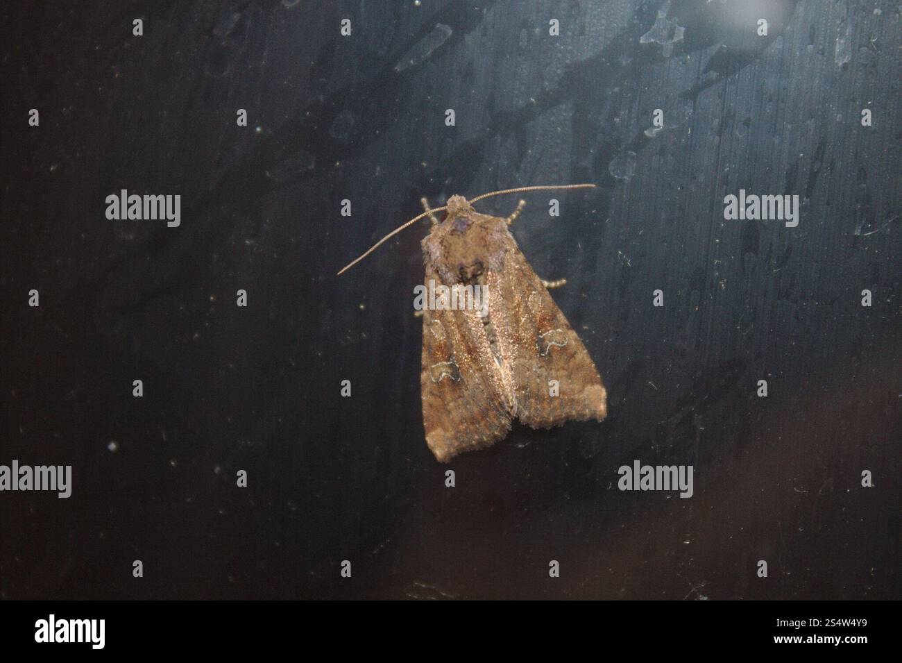 Veiled Ear Moth (Loscopia velata Stock Photo - Alamy