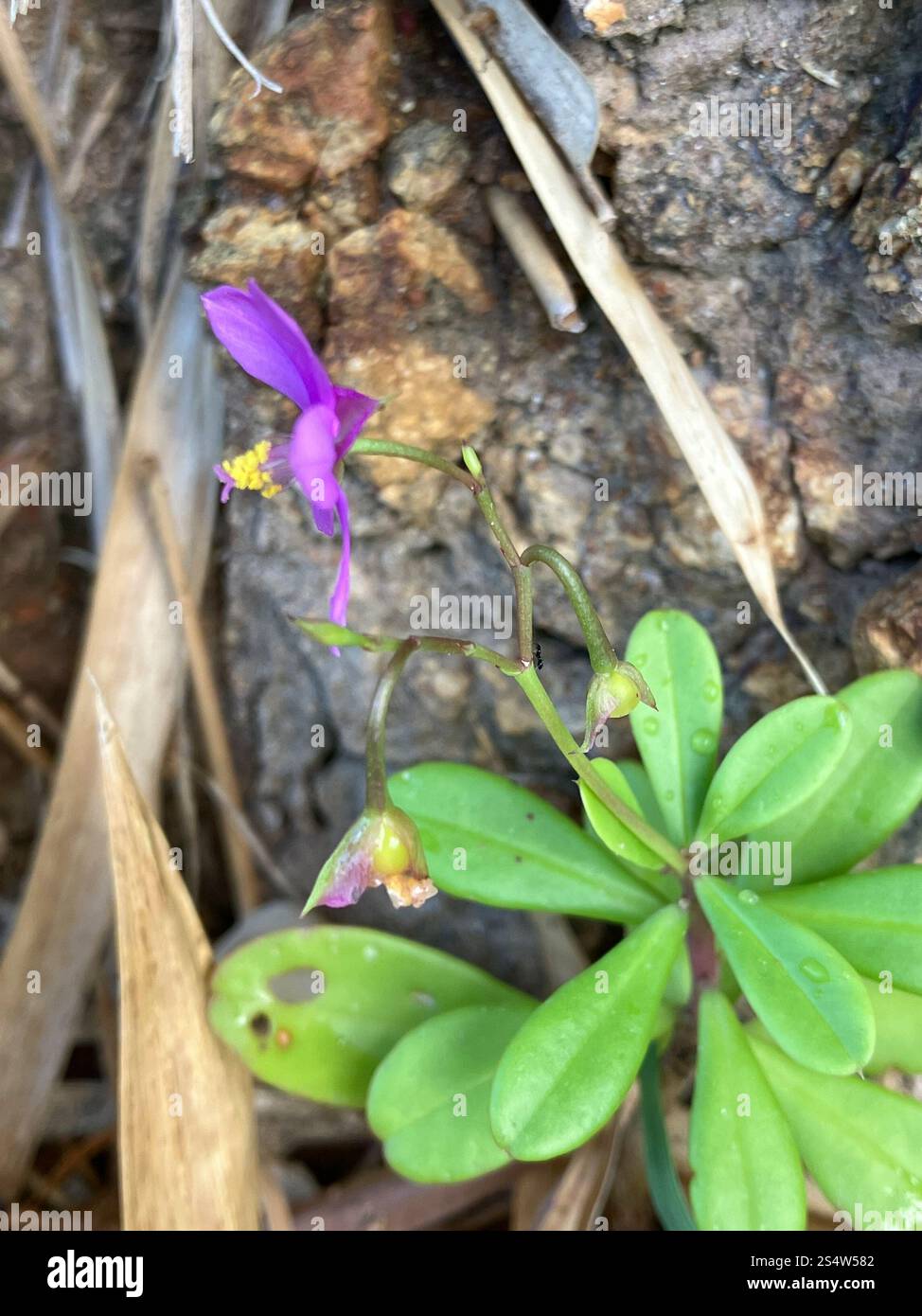 Philippine spinach (Talinum fruticosum Stock Photo - Alamy