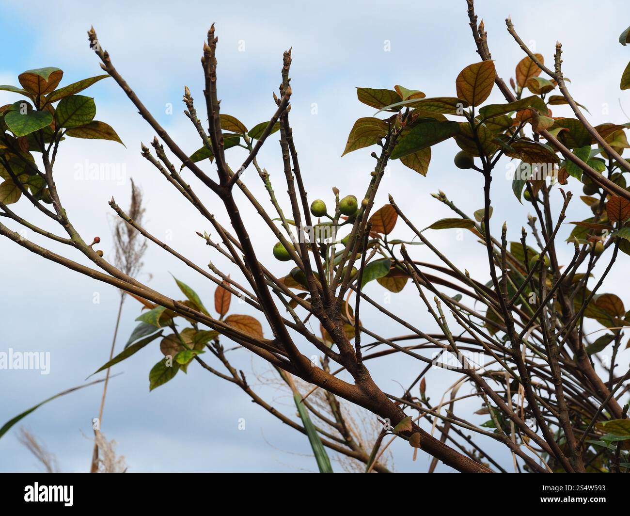 Beechey Fig (Ficus erecta beecheyana Stock Photo - Alamy