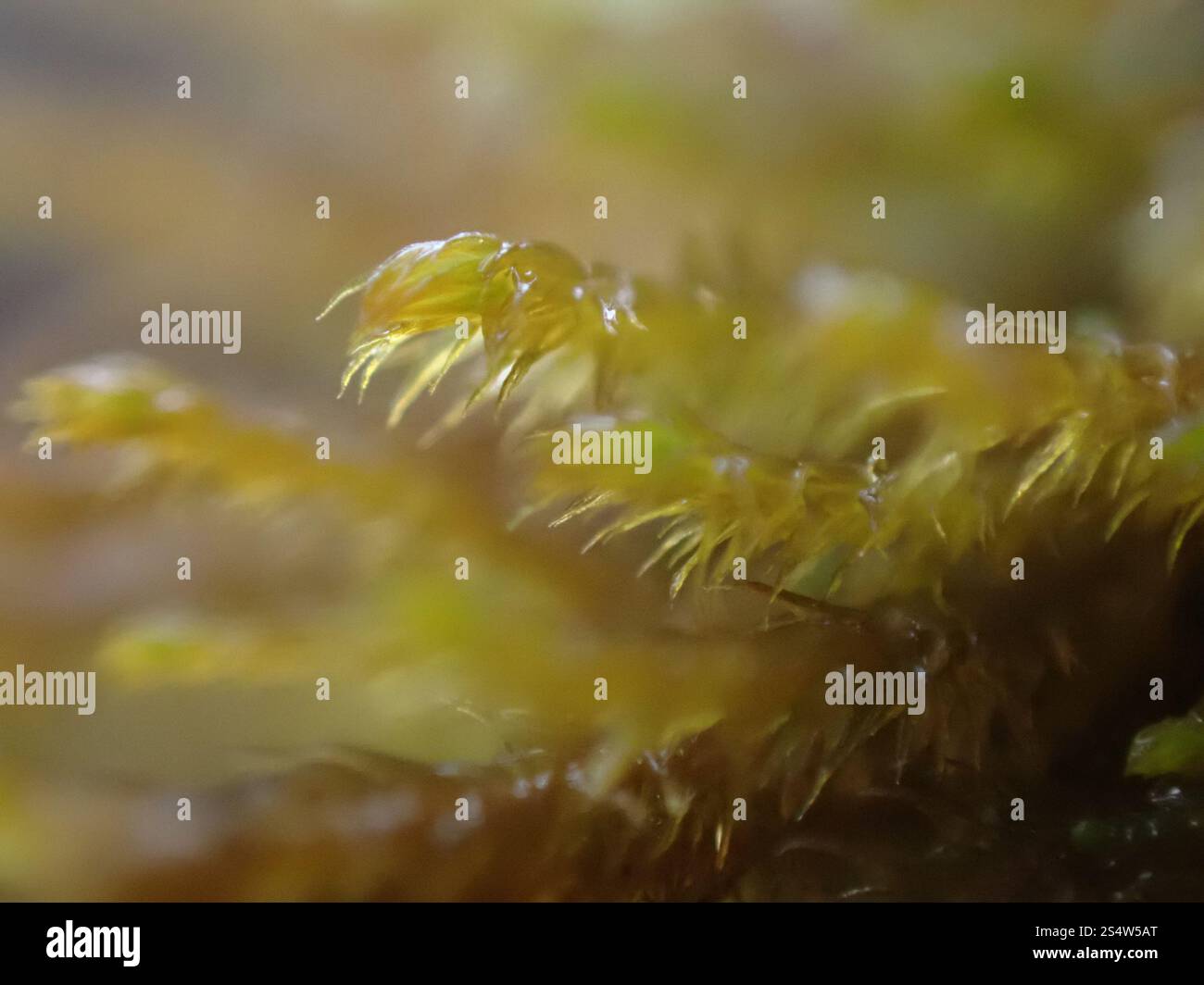 Bent Scissor-leaved Liverwort (Herbertus aduncus Stock Photo - Alamy
