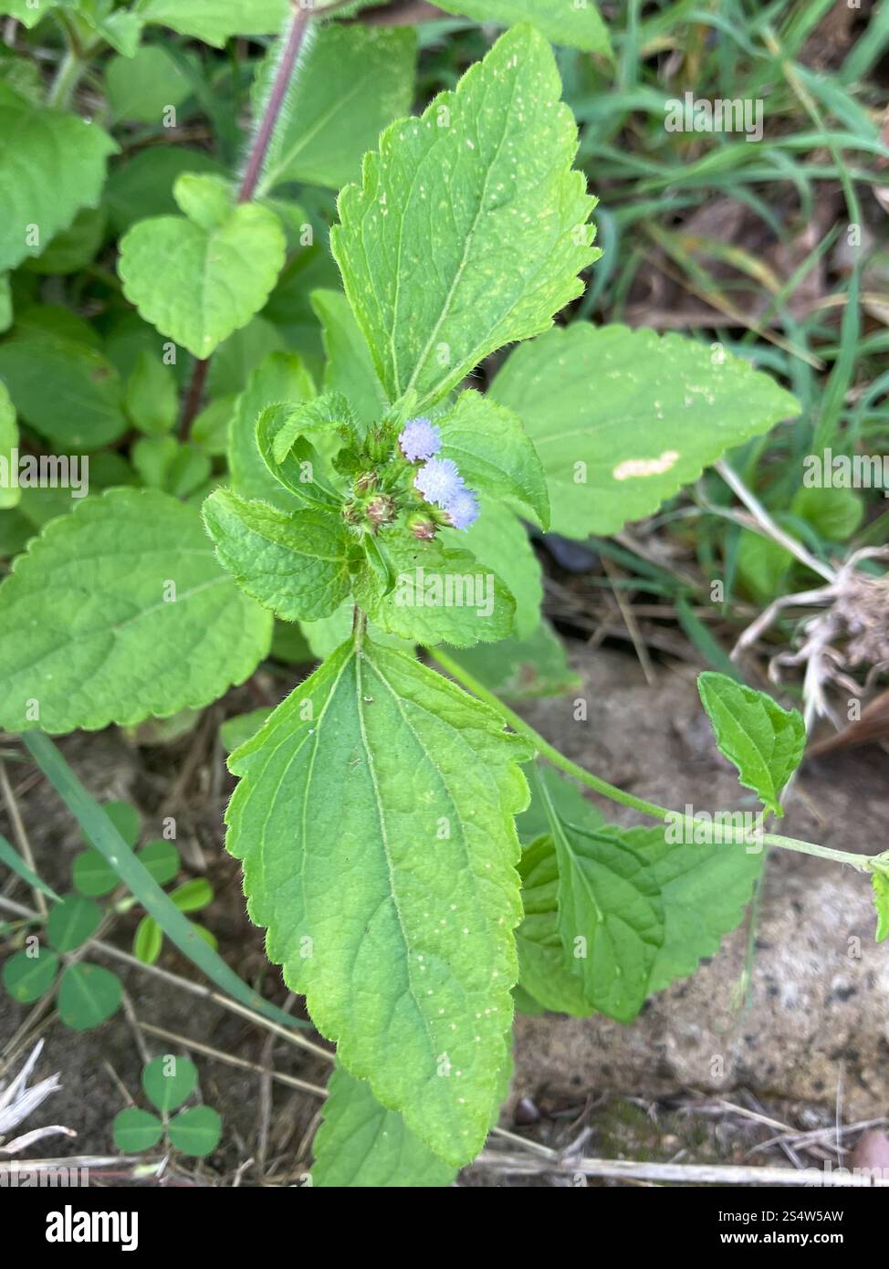 billygoat weed (Ageratum conyzoides Stock Photo - Alamy