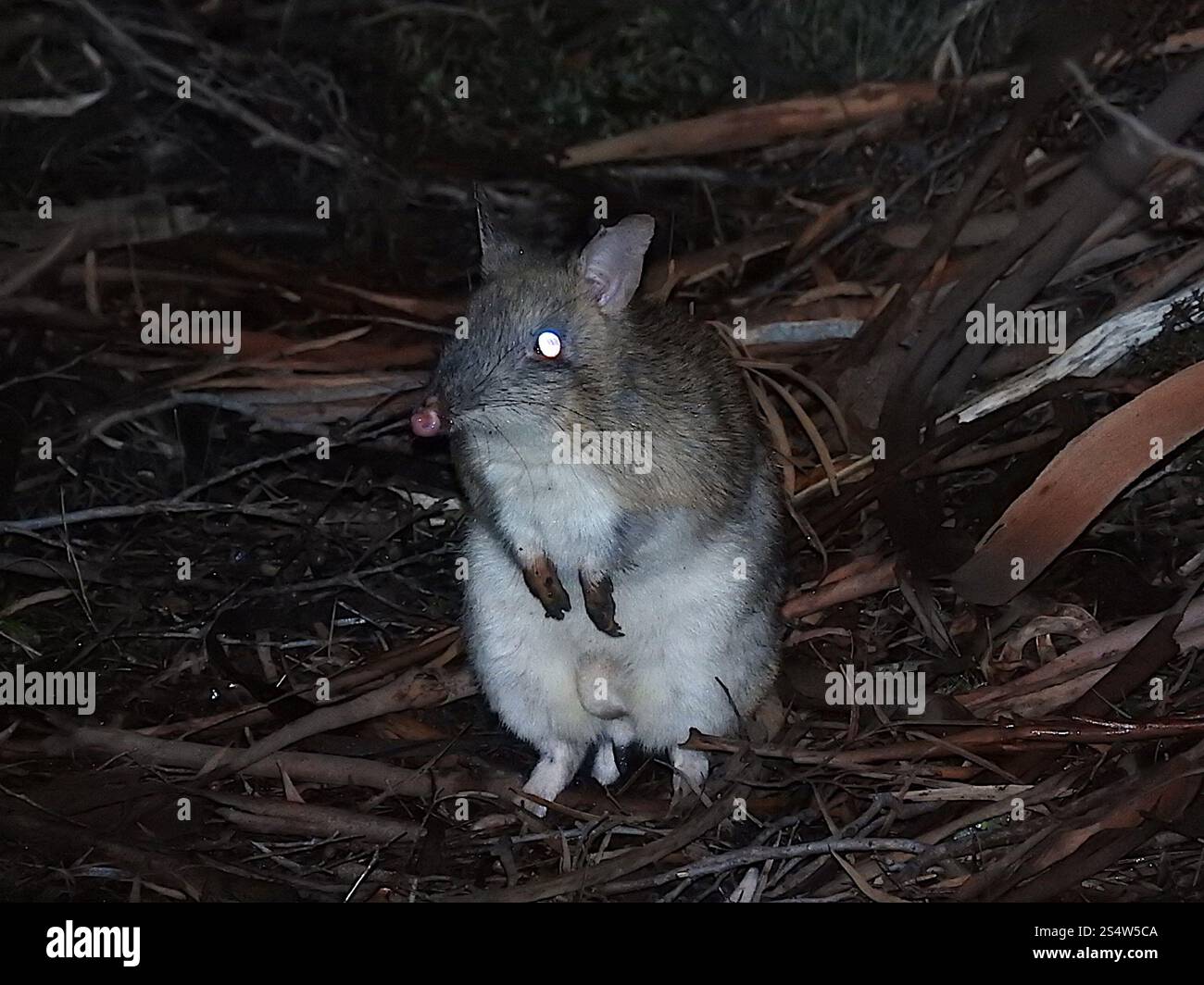 Eastern Barred Bandicoot (Perameles gunnii Stock Photo - Alamy