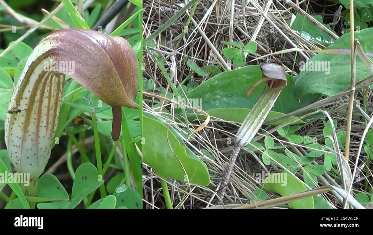 Friar's-cowl (Arisarum vulgare Stock Photo - Alamy