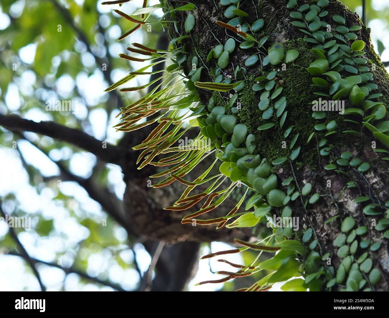 Green penny fern (Lemmaphyllum microphyllum Stock Photo - Alamy