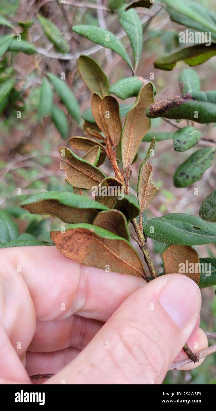 rusty staggerbush (Lyonia ferruginea Stock Photo - Alamy