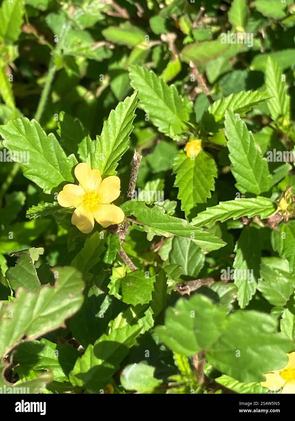 three-lobe false mallow (Malvastrum coromandelianum Stock Photo - Alamy