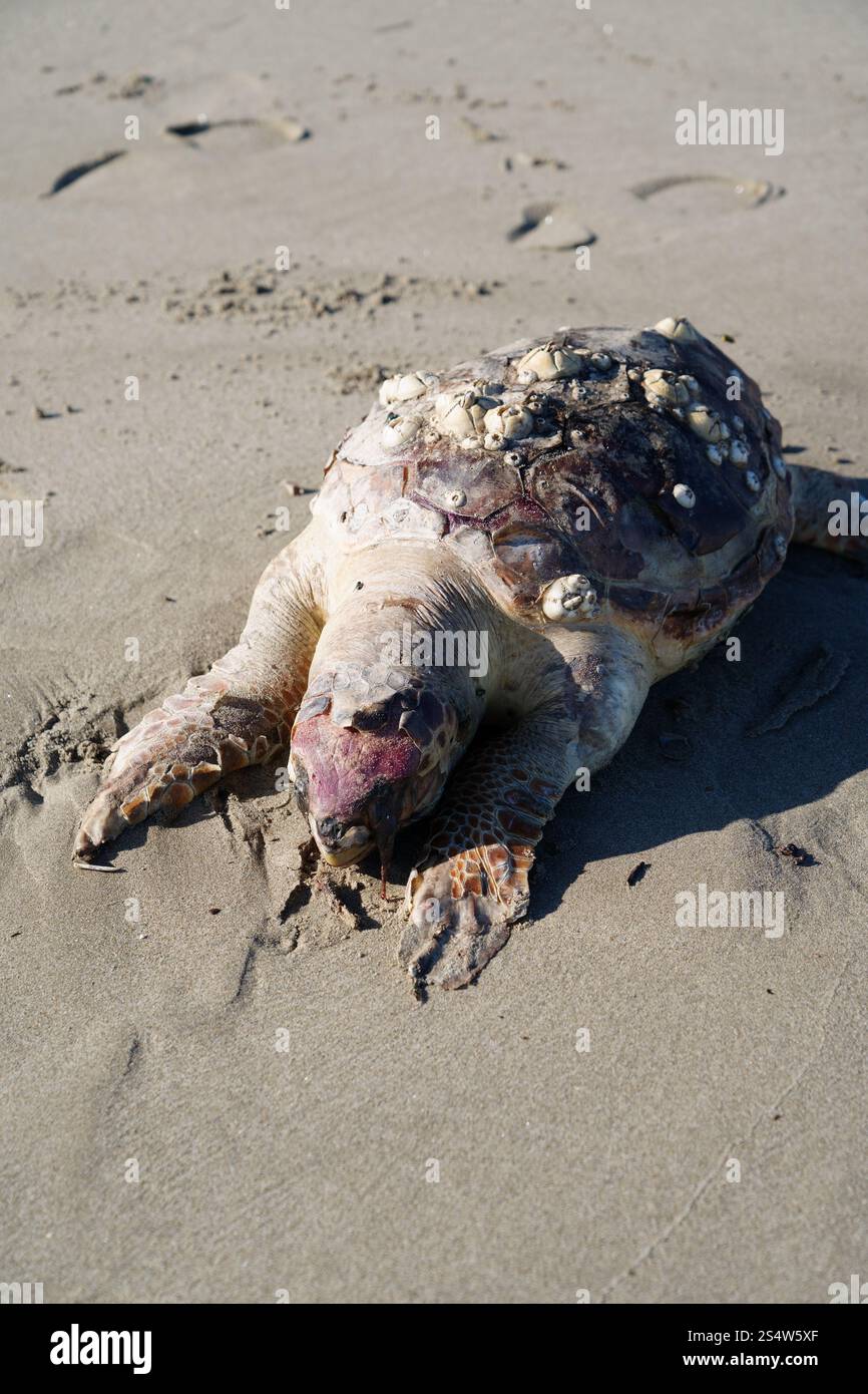 Dead turtle on the beach of Marina Romea Stock Photo - Alamy