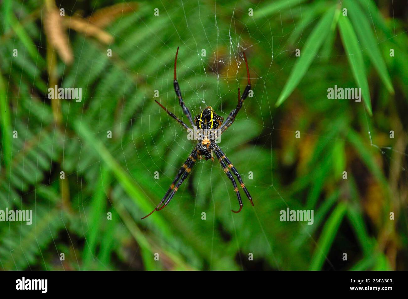 Large tropical black and yellow spider Argiope reinwardti on a spider ...