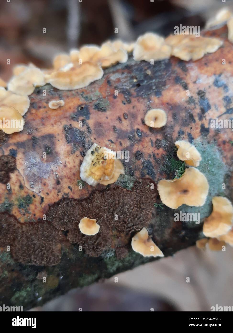 crowded parchment (Stereum complicatum Stock Photo - Alamy