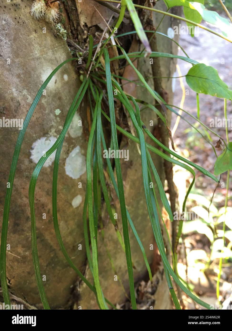 Shoestring Fern (Vittaria lineata Stock Photo - Alamy
