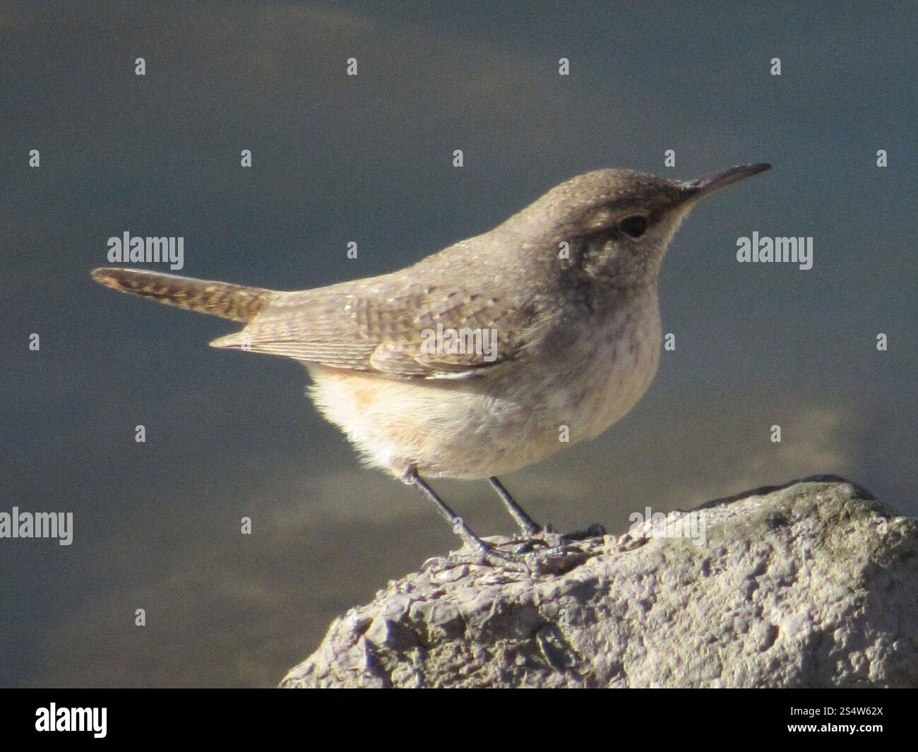 Rock Wren (Salpinctes obsoletus Stock Photo - Alamy