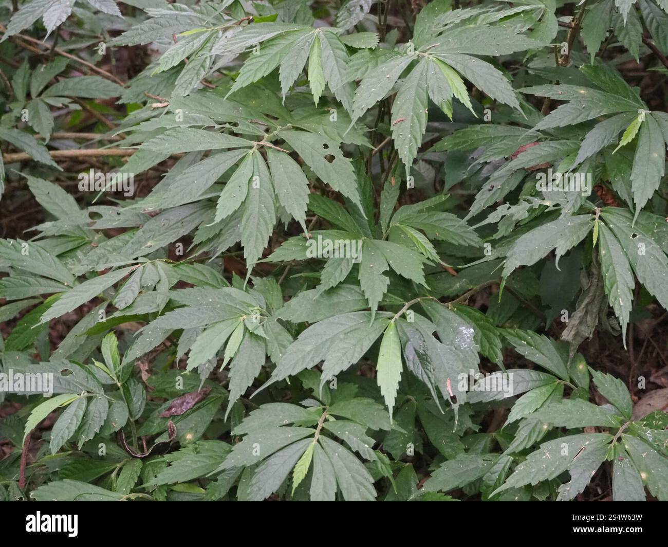 Large lineolate Elatostema (Elatostema lineolatum Stock Photo - Alamy