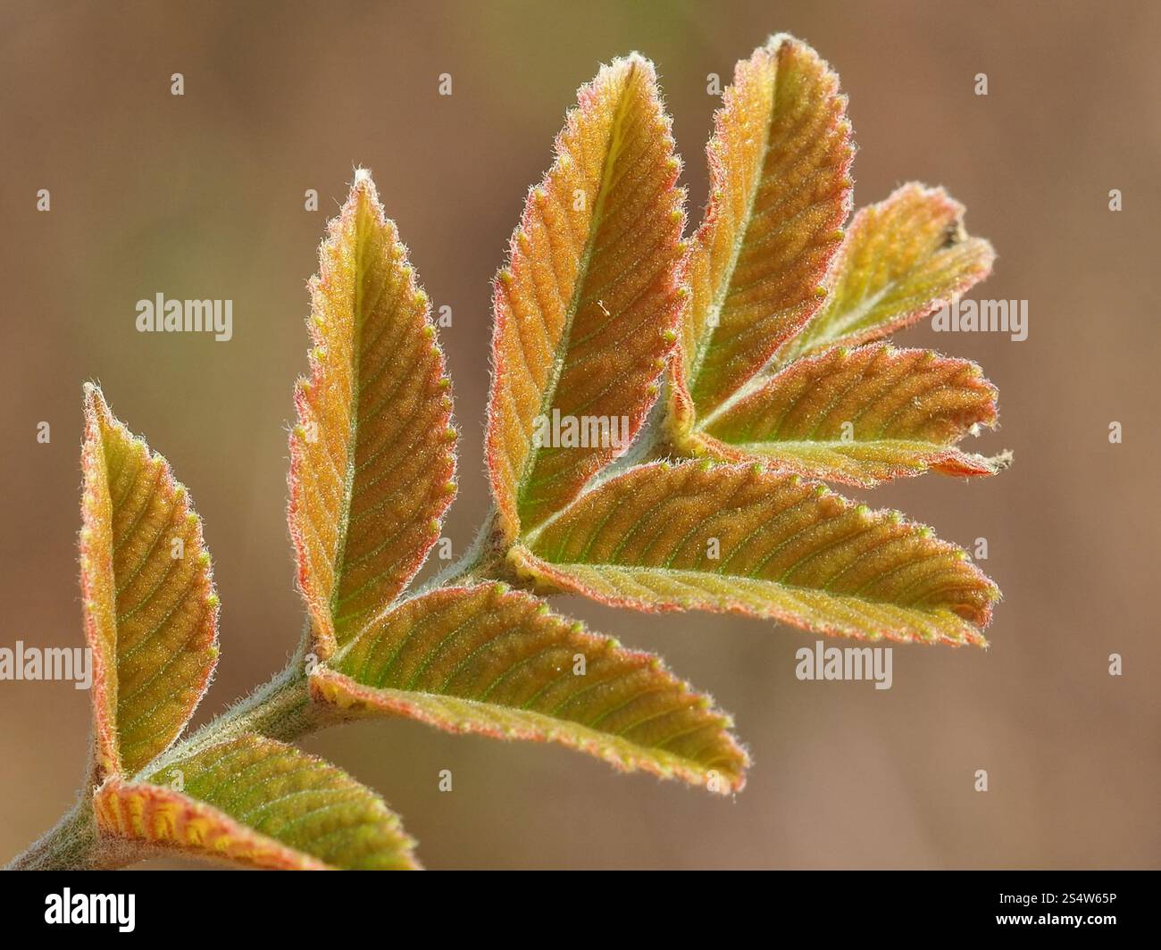 (Rhus chinensis roxburghii Stock Photo - Alamy