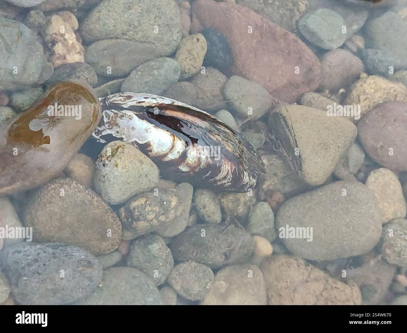 Freshwater Pearl Mussel (Margaritifera margaritifera Stock Photo - Alamy