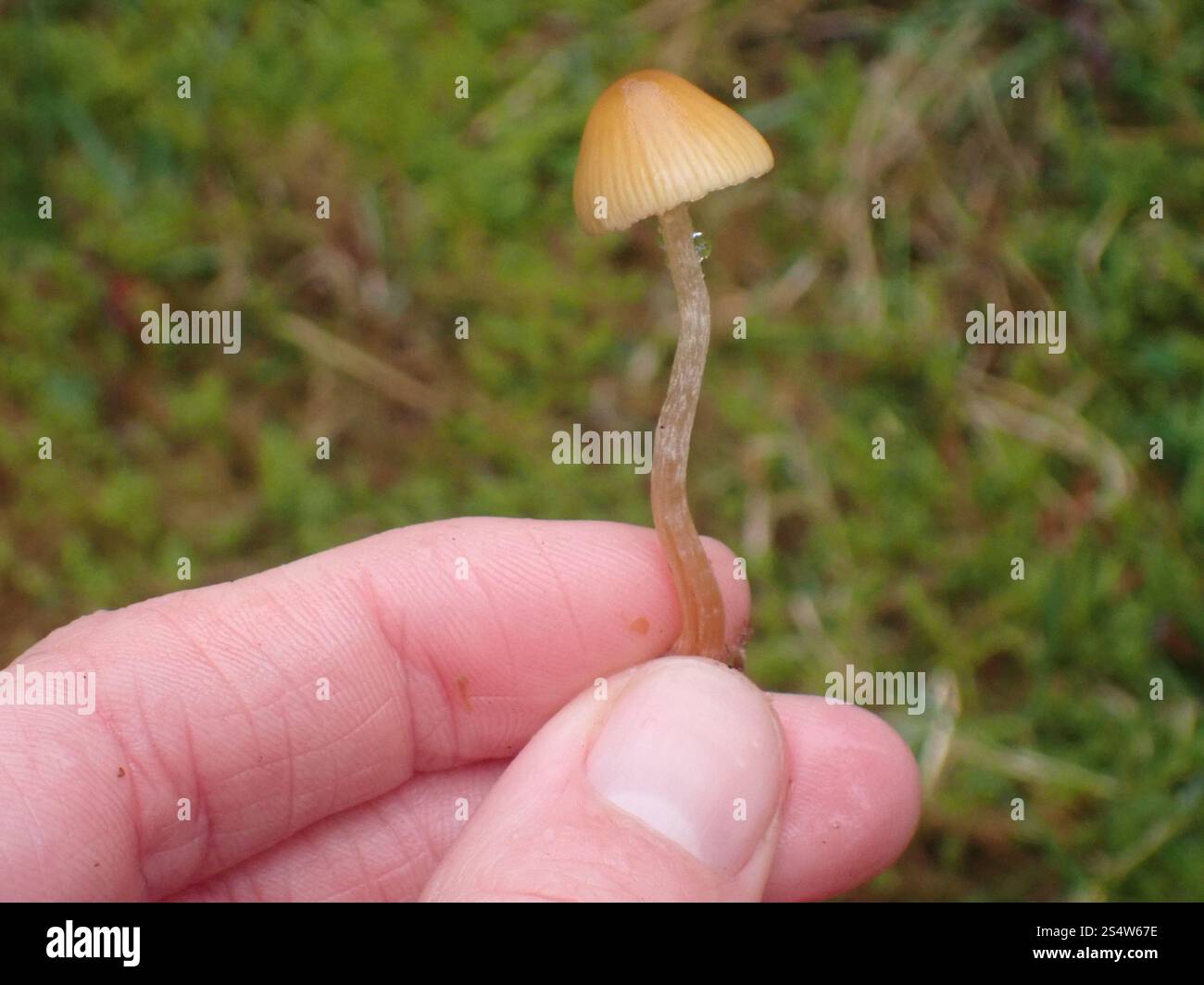 Moss Bells (Galerina Stock Photo - Alamy