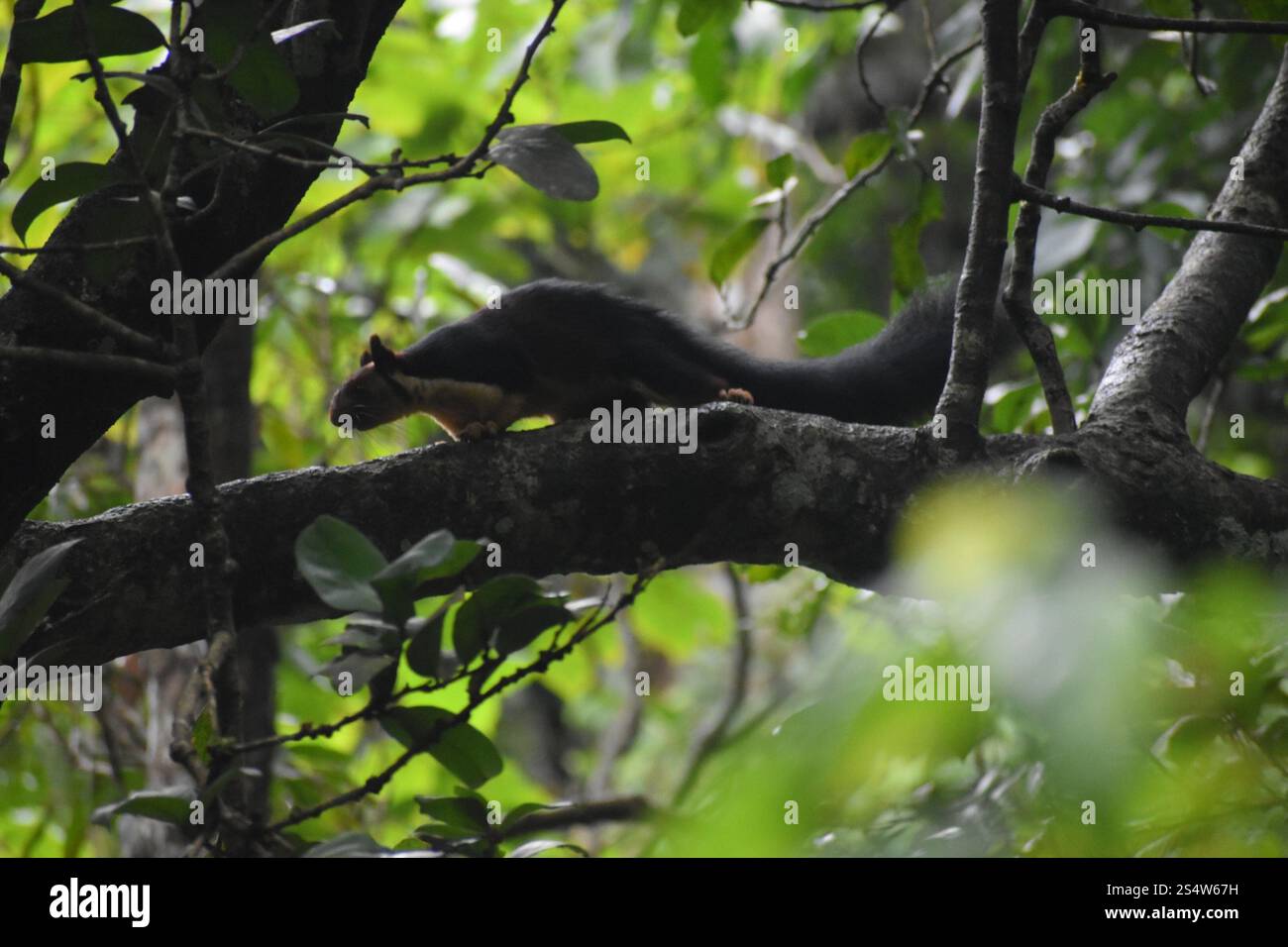 Indian Giant Squirrel (Ratufa indica Stock Photo - Alamy