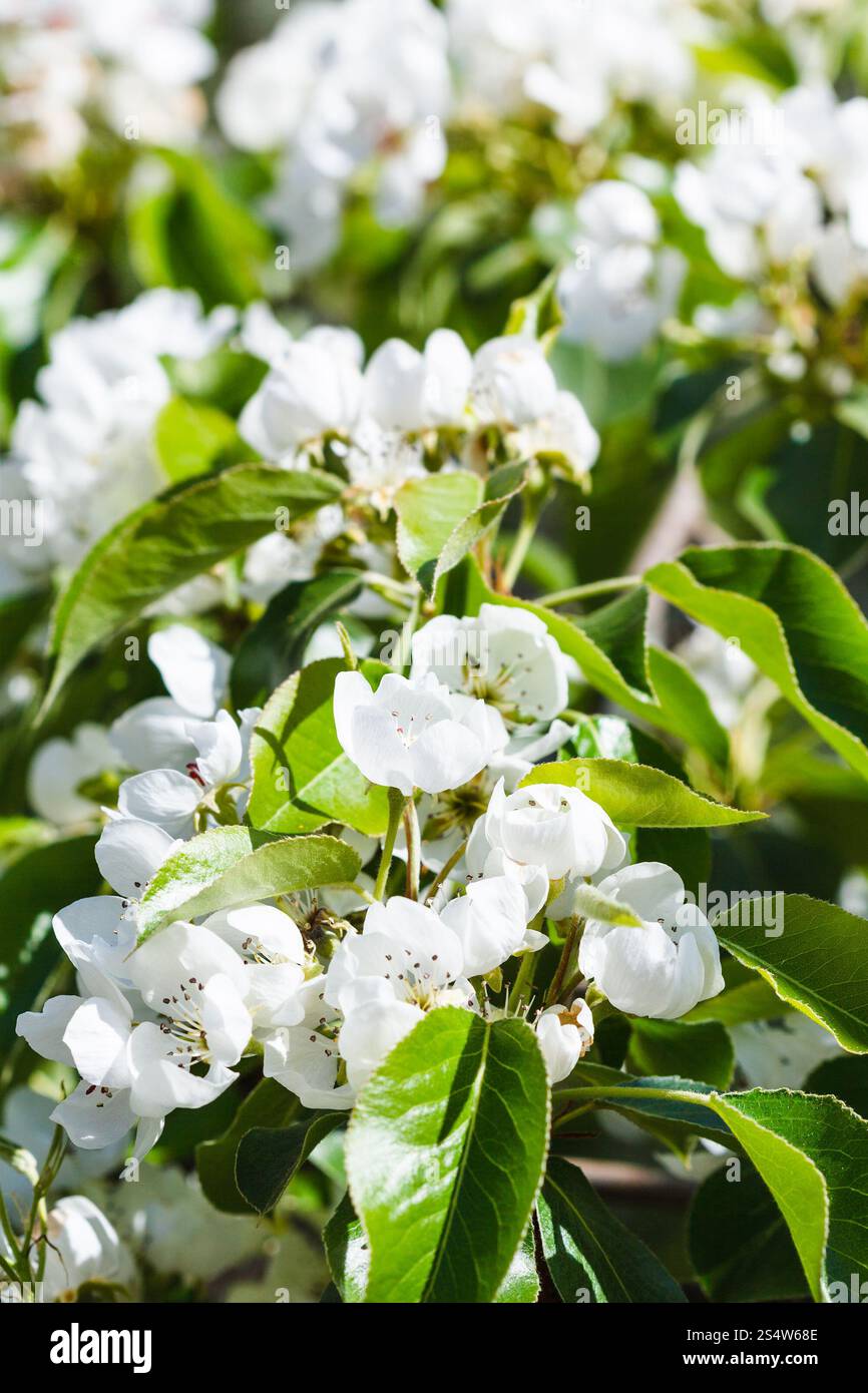 Spring flowering fruit tree branch hi-res stock photography and images ...