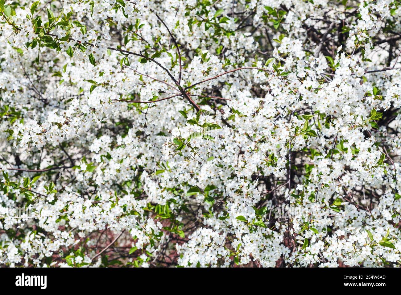 Natural white blossom hi-res stock photography and images - Alamy