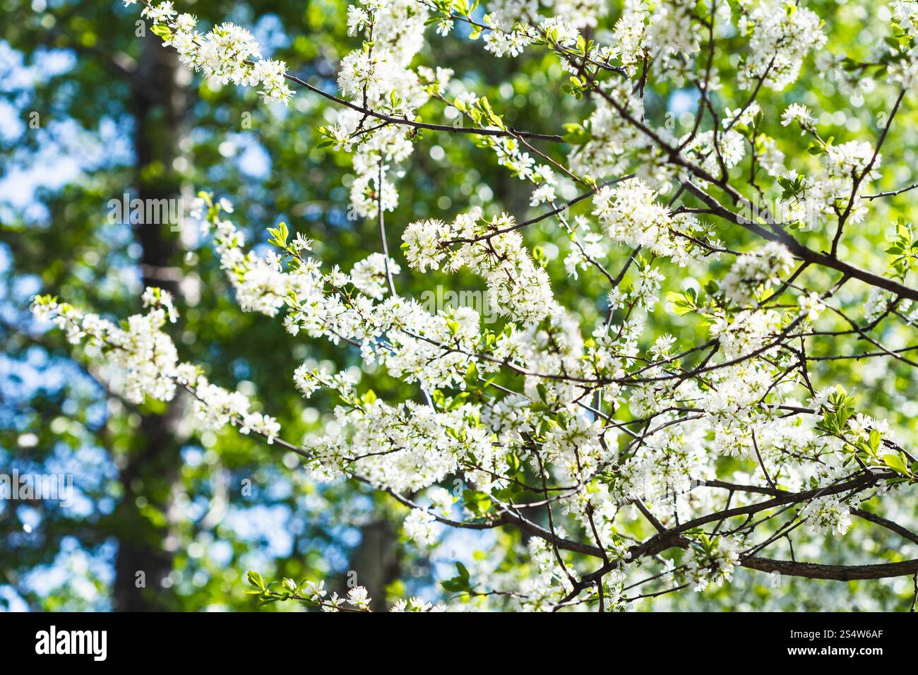 Sunny cherry tree hi-res stock photography and images - Alamy