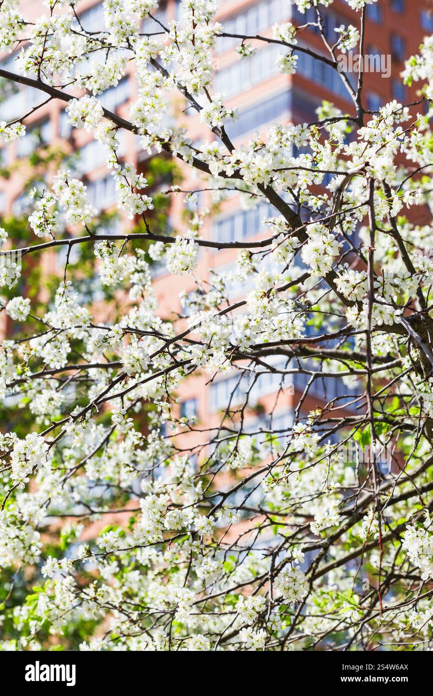 branches of blossoming cherry tree and urban apartment house on ...
