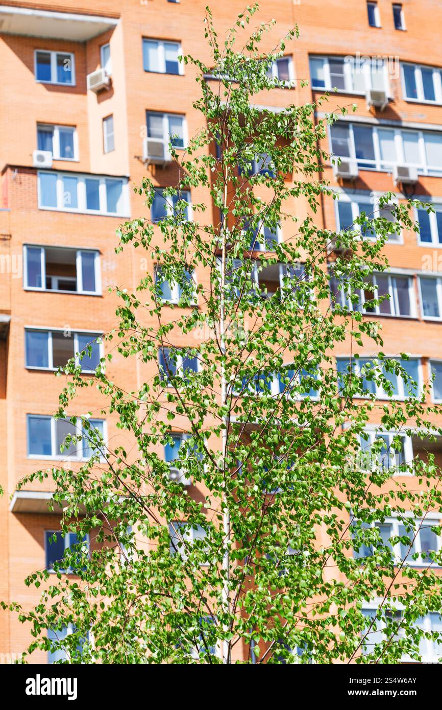 green birch tree and brick apartment house on background in spring ...