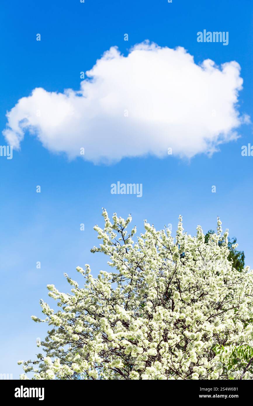 white cloud in blue sky and flowering cherry tree in spring Stock Photo ...