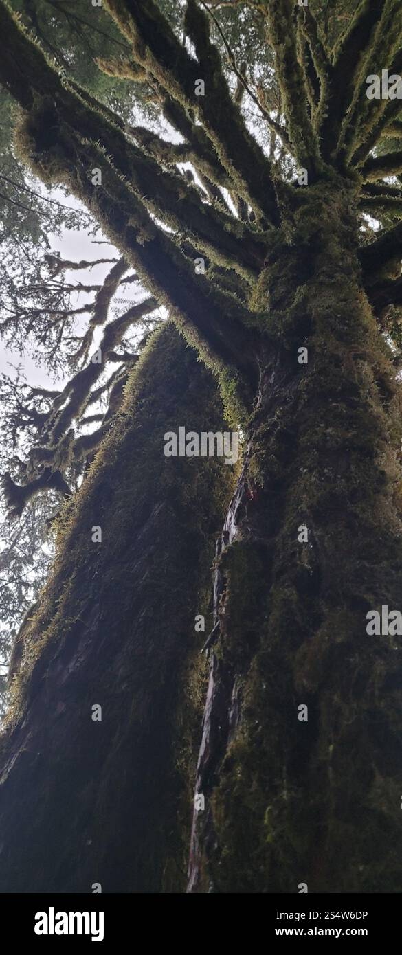 Pacific yew (Taxus brevifolia Stock Photo - Alamy