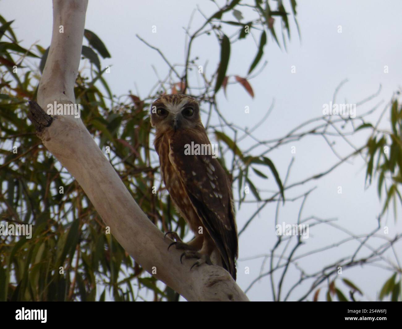 Australian Boobook (Ninox boobook Stock Photo - Alamy
