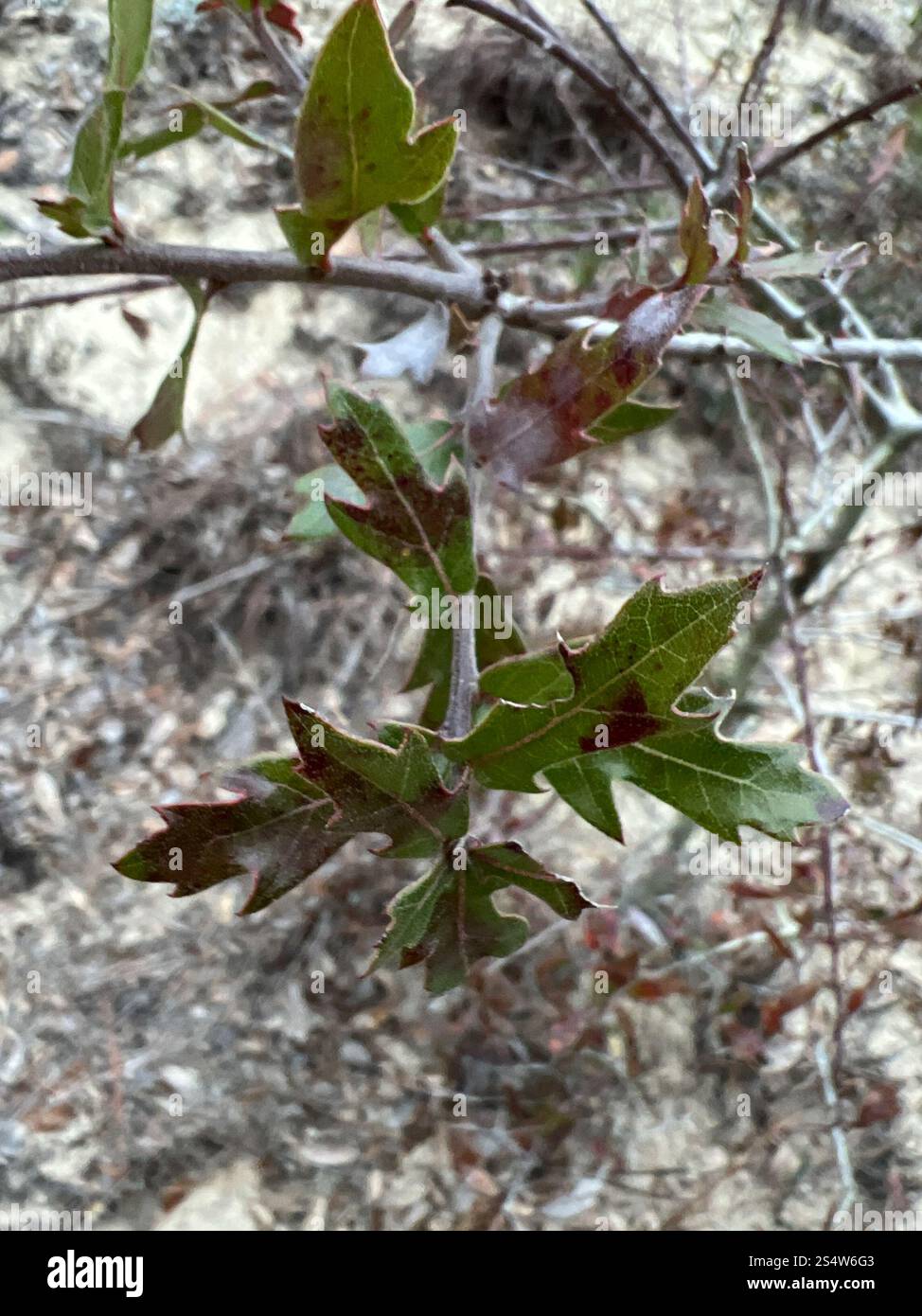 Darlington Oak (Quercus hemisphaerica Stock Photo - Alamy