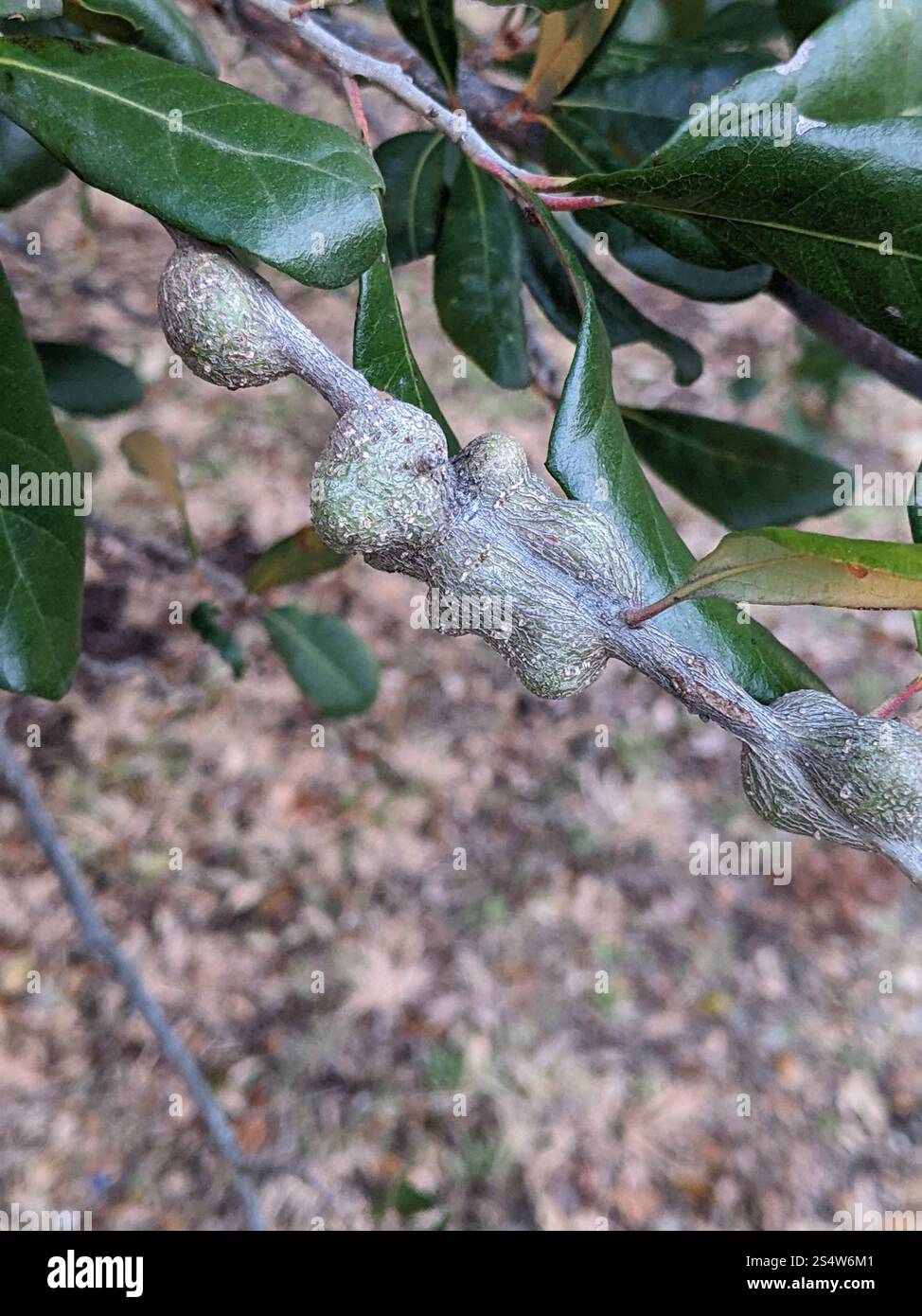 Southern Live Oak Stem Gall Wasp (Callirhytis quercusbatatoides Stock ...
