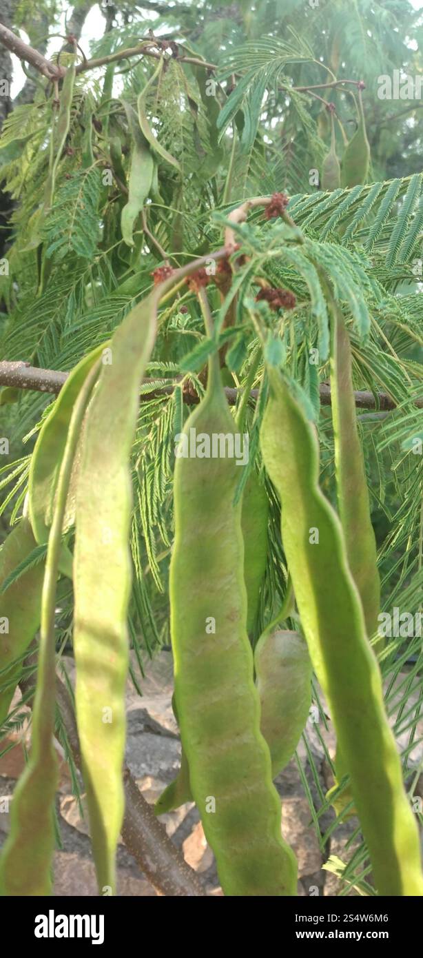 Red Angico (Anadenanthera colubrina Stock Photo - Alamy