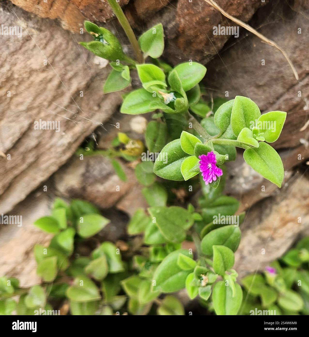 heart-leaf ice plant (Mesembryanthemum cordifolium Stock Photo - Alamy
