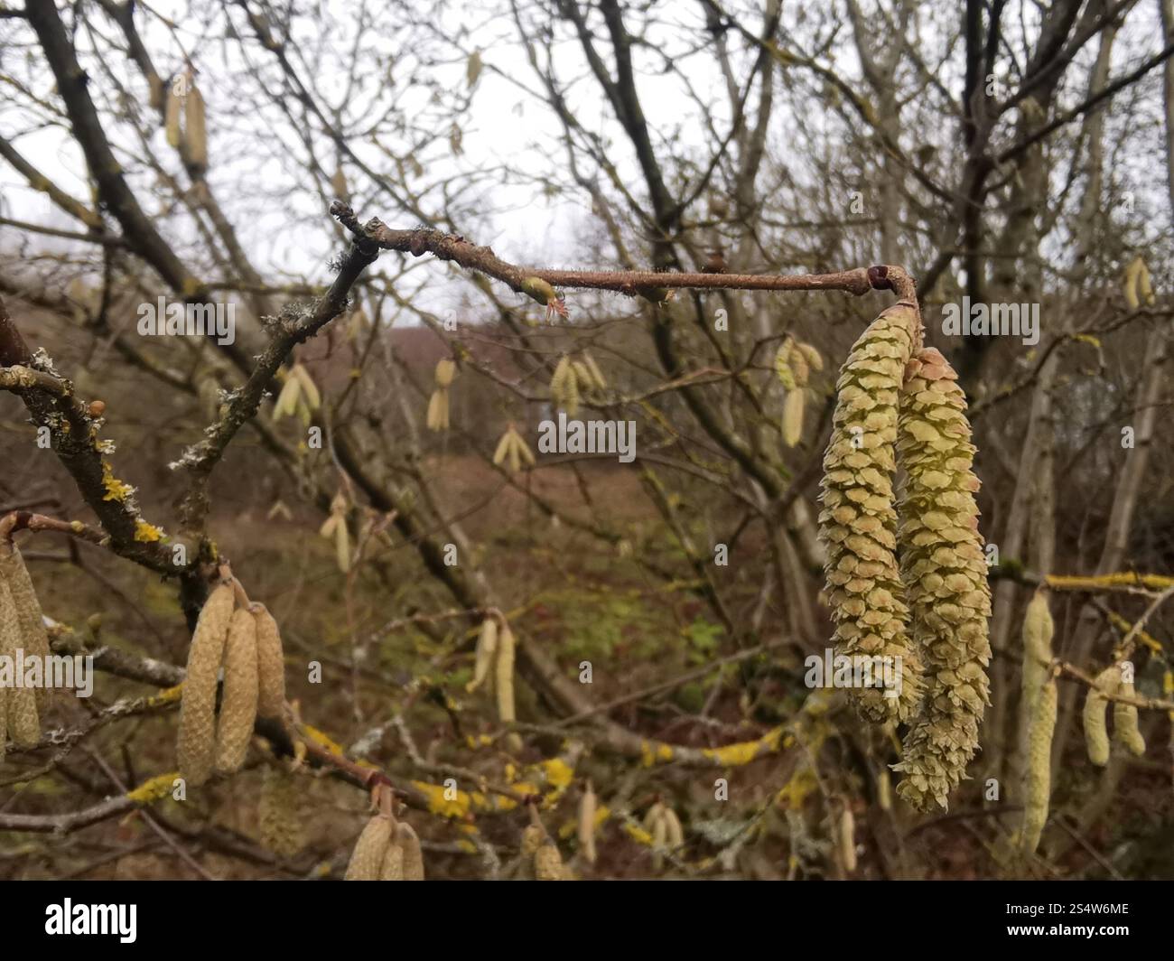 common hazel (Corylus avellana Stock Photo - Alamy