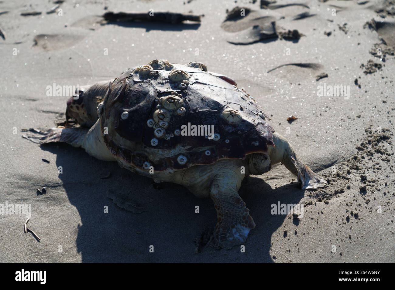 Dead rotten turtle hi-res stock photography and images - Alamy