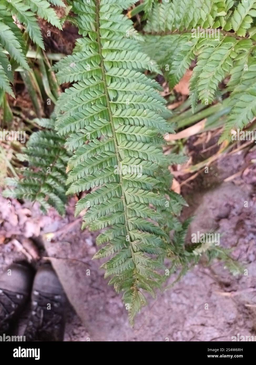 hard shield fern (Polystichum aculeatum Stock Photo - Alamy