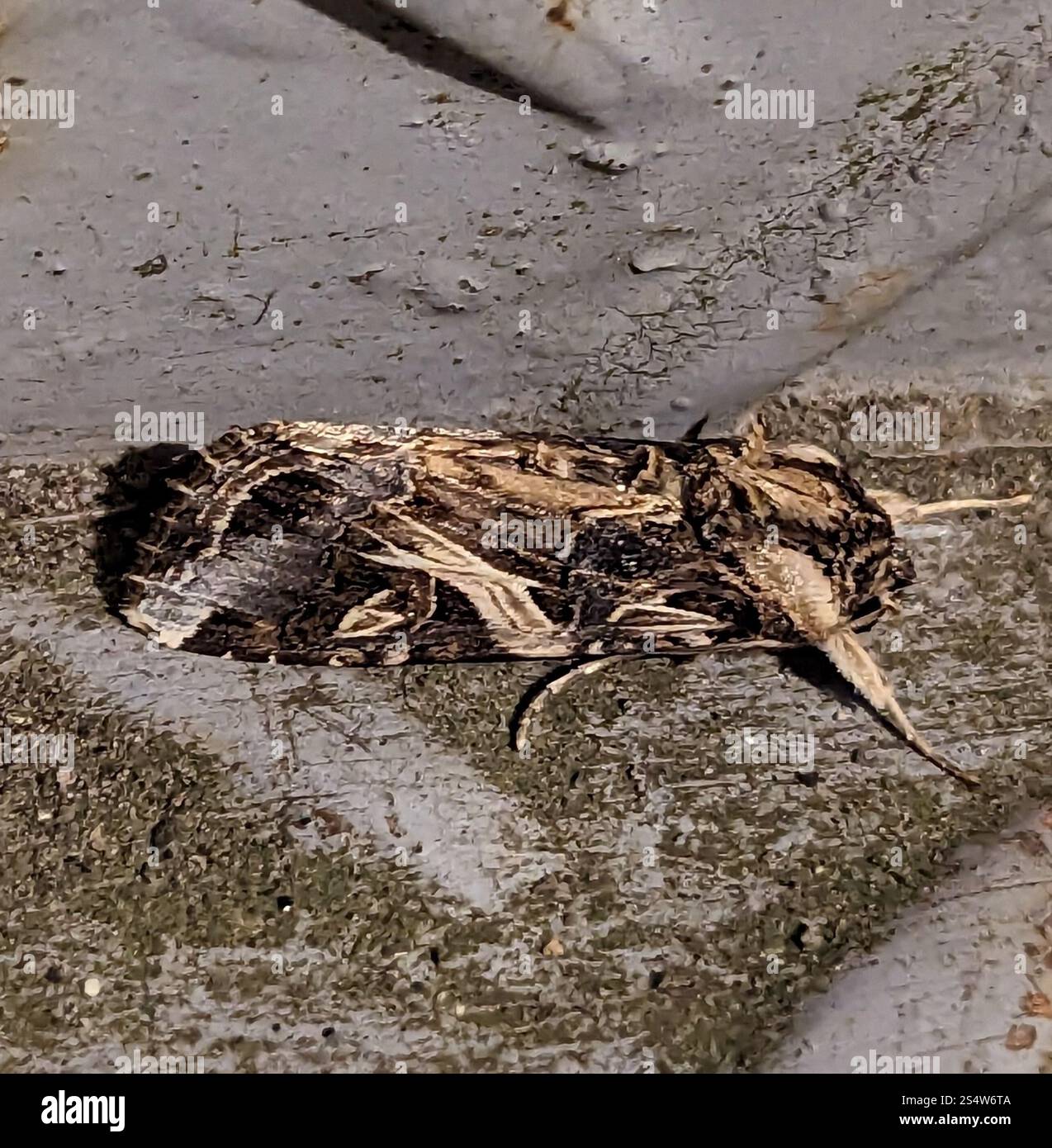 Oriental leafworm moth (Spodoptera litura Stock Photo - Alamy