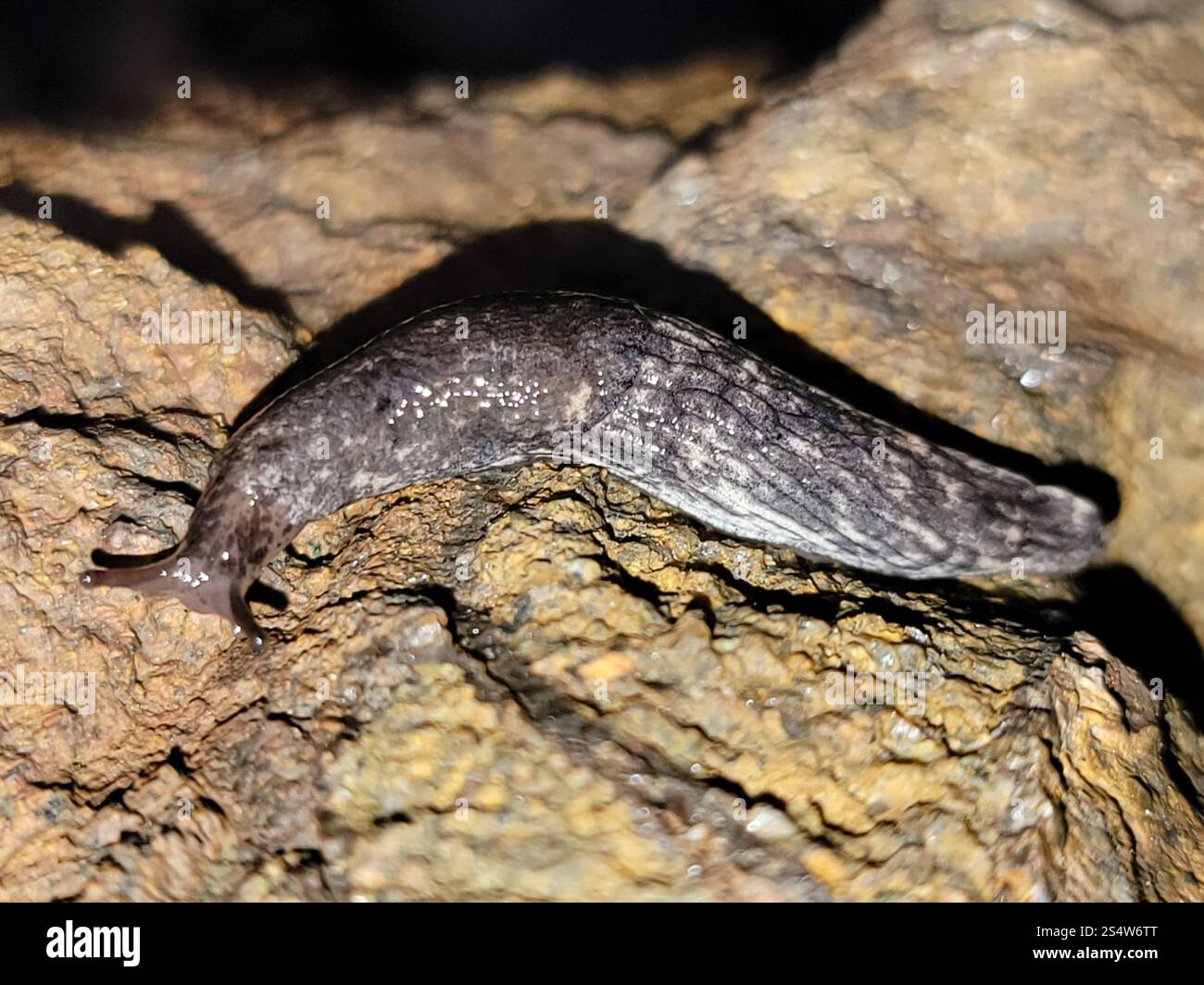 Milky Slug (Deroceras reticulatum Stock Photo - Alamy