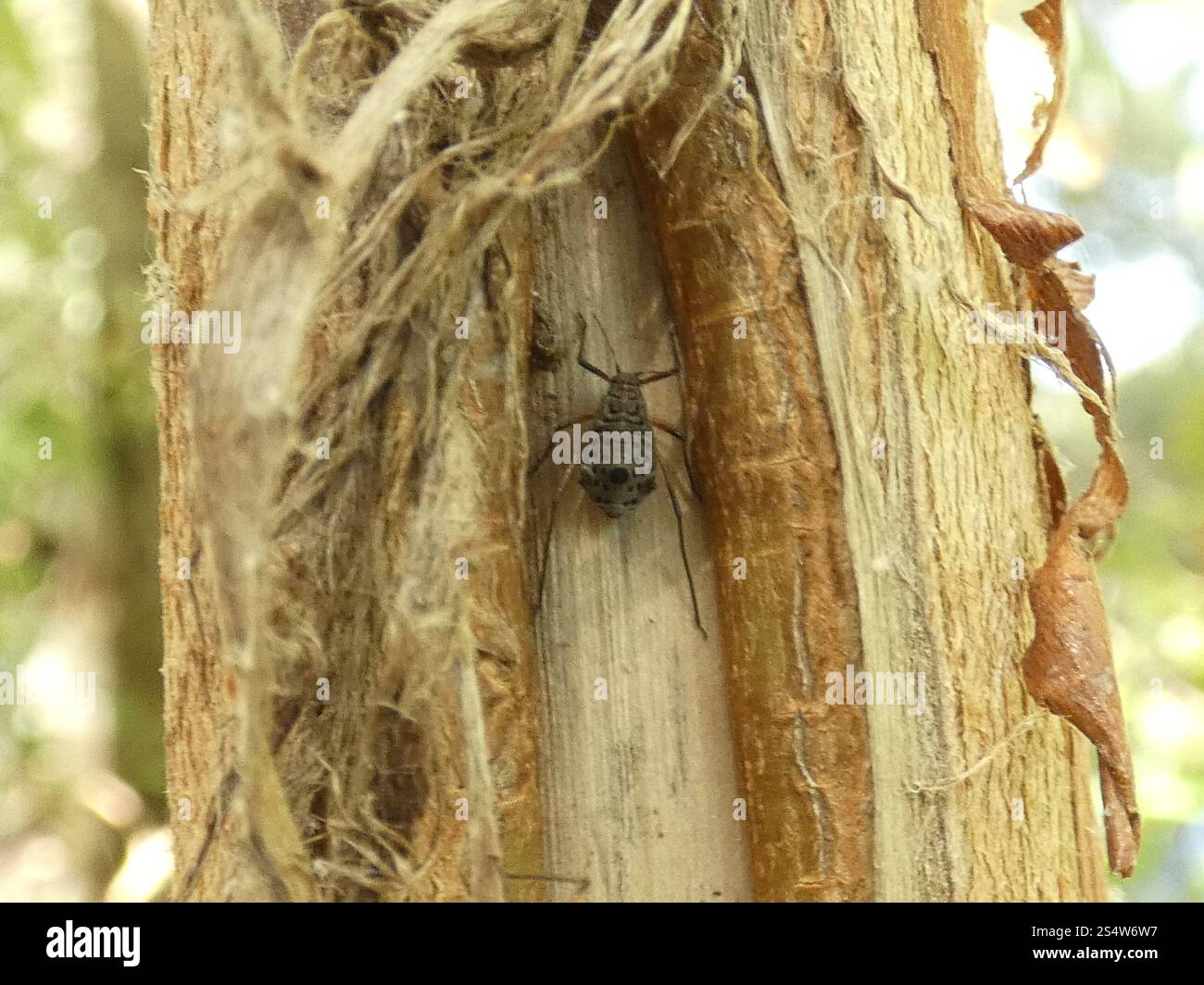 Giant Willow Aphid (Tuberolachnus salignus Stock Photo - Alamy
