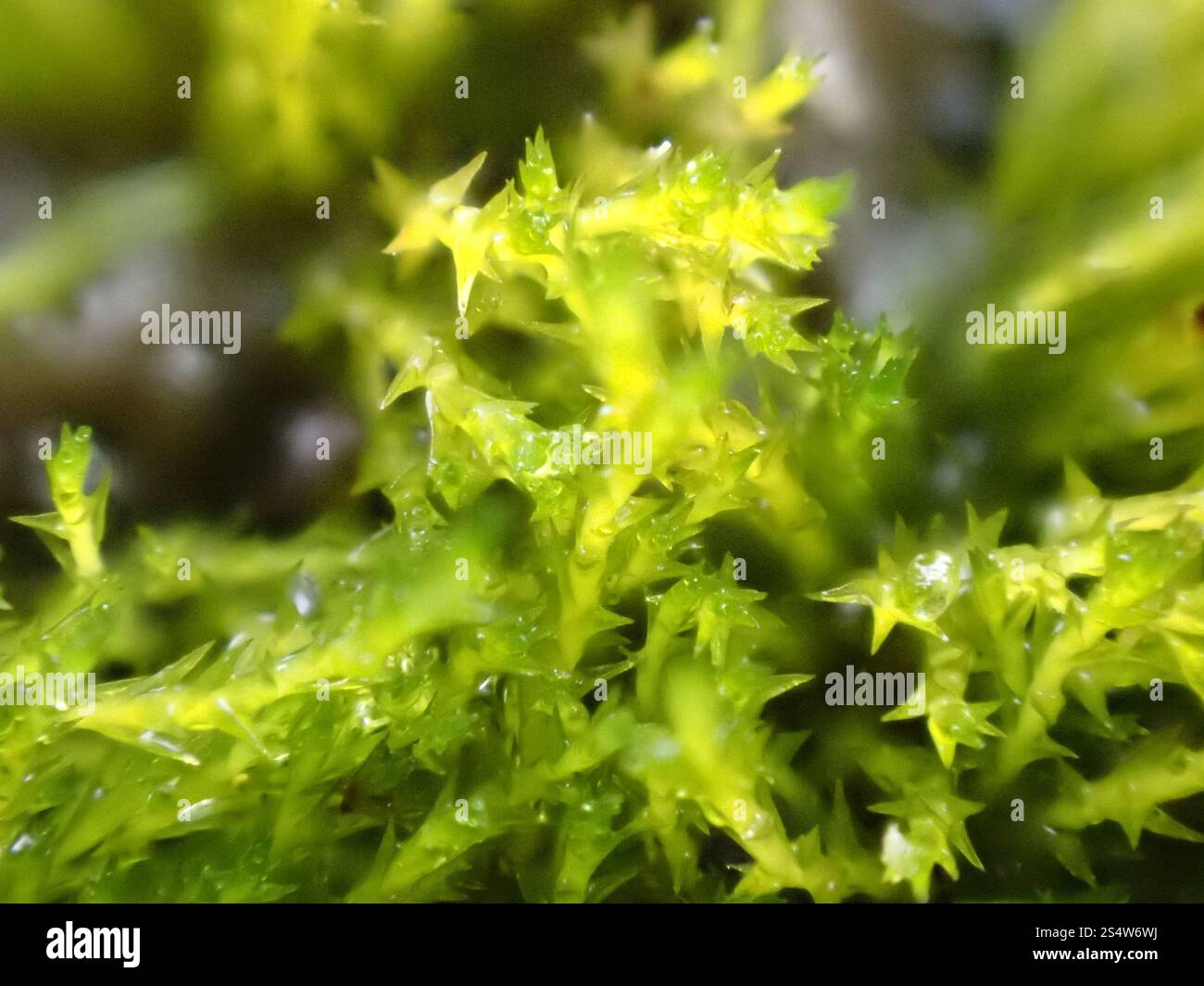 Clay Earth-moss (Archidium alternifolium Stock Photo - Alamy