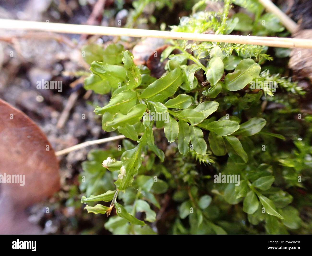 Palm-tree Moss (Plagiomnium undulatum Stock Photo - Alamy