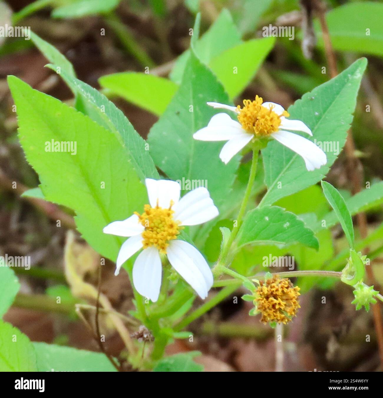 White beggarticks (Bidens alba Stock Photo - Alamy