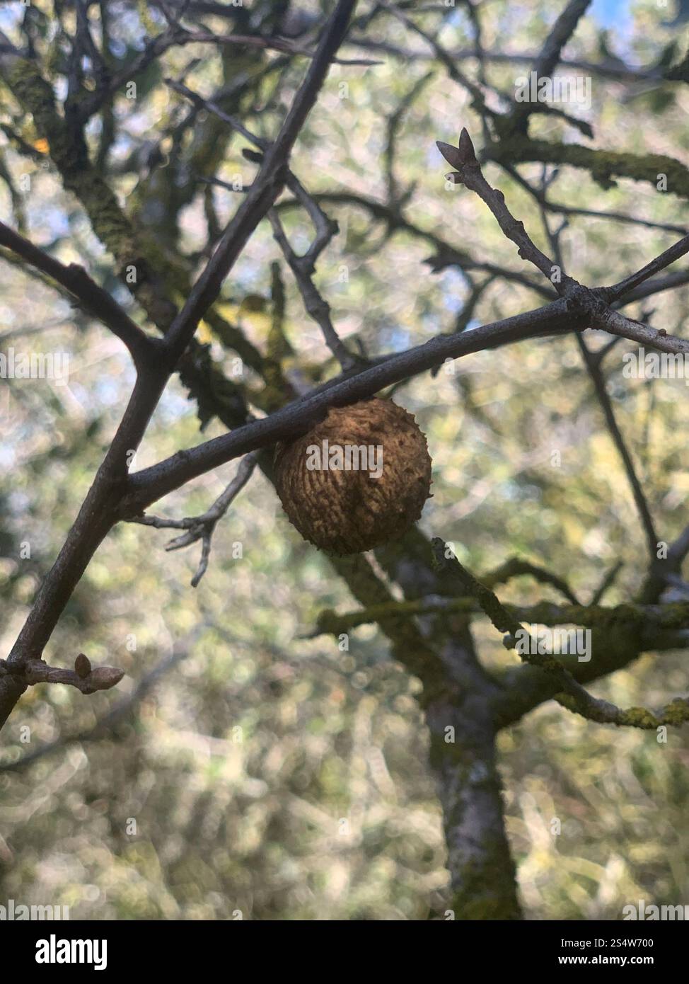 Live Oak Apple Gall Wasp (Amphibolips quercuspomiformis Stock Photo - Alamy