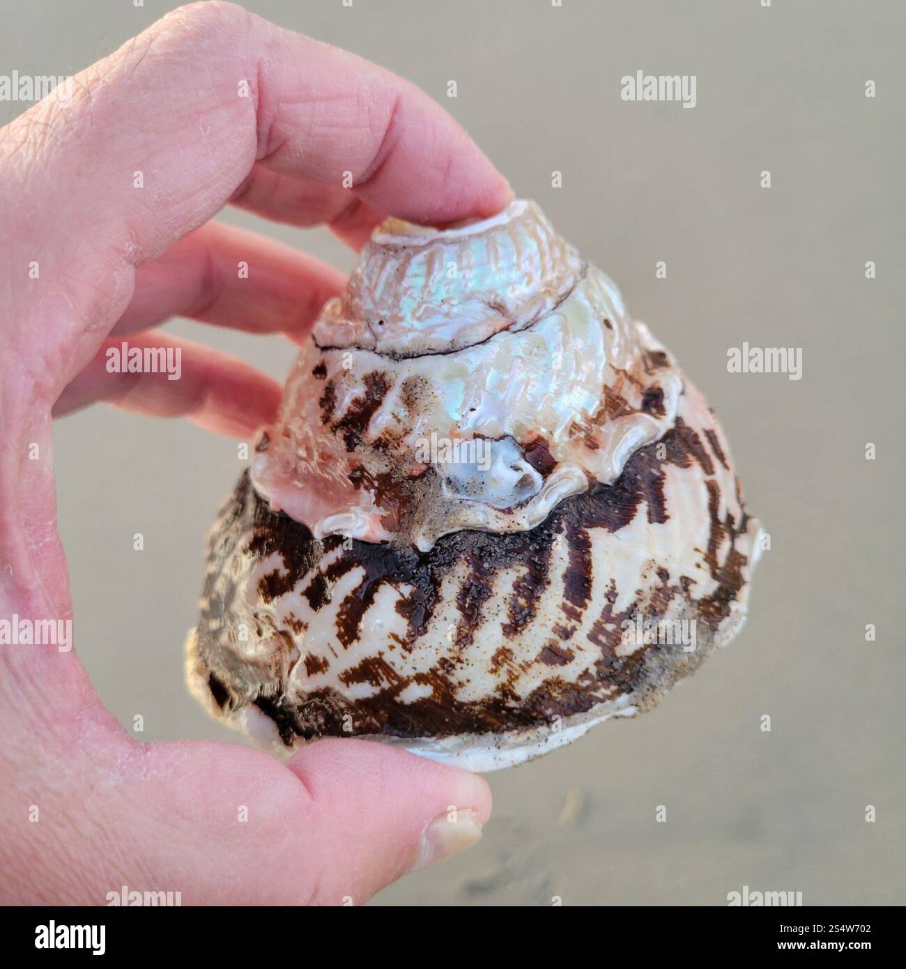 Wavy Turban (Megastraea undosa Stock Photo - Alamy
