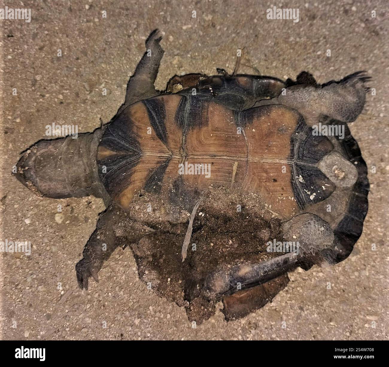 East African Black Mud Turtle (Pelusios subniger Stock Photo - Alamy
