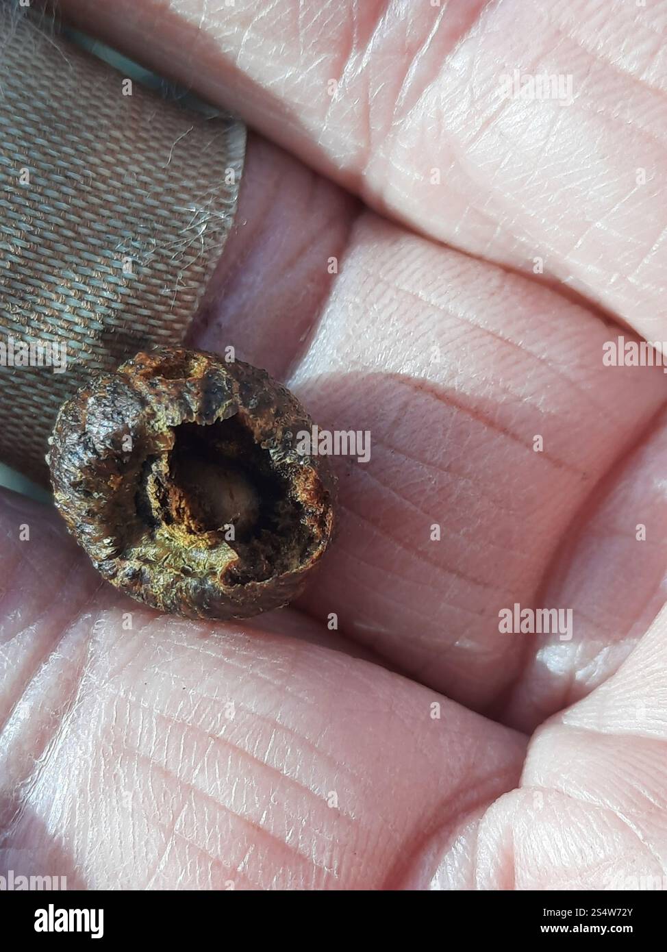 Round Bullet Gall Wasp (Disholcaspis quercusglobulus Stock Photo - Alamy