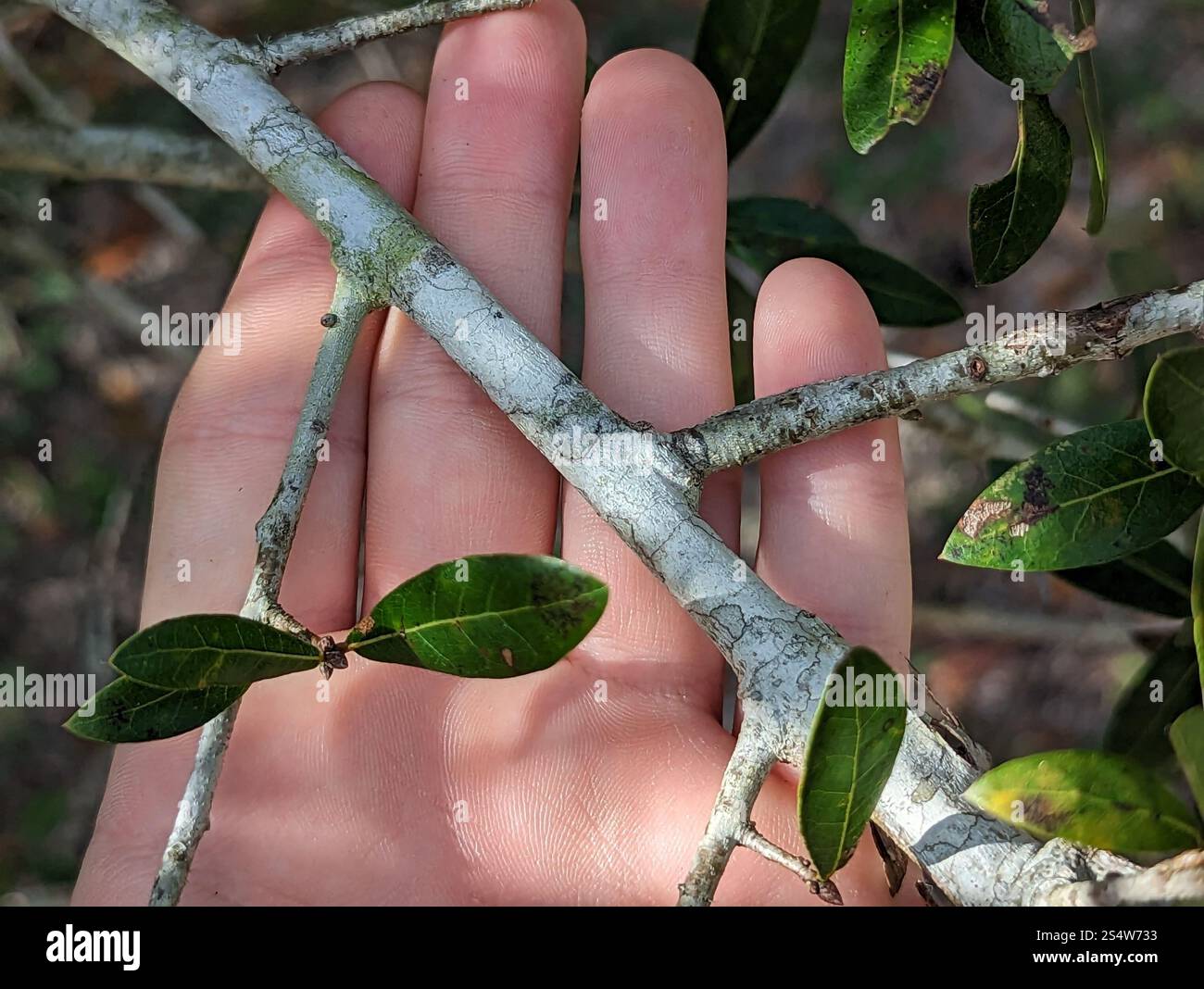 Darlington Oak (Quercus hemisphaerica Stock Photo - Alamy