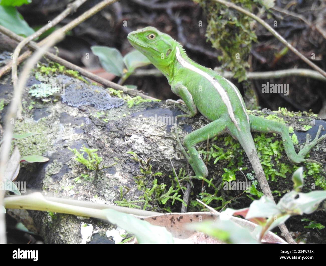 Ihering's Fathead Anole (Enyalius iheringii Stock Photo - Alamy